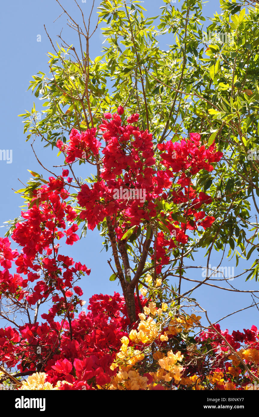 Beautiful trees in a tropical garden Stock Photo - Alamy