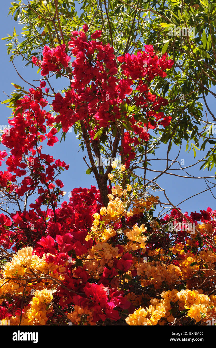 Beautiful trees in a tropical garden Stock Photo - Alamy