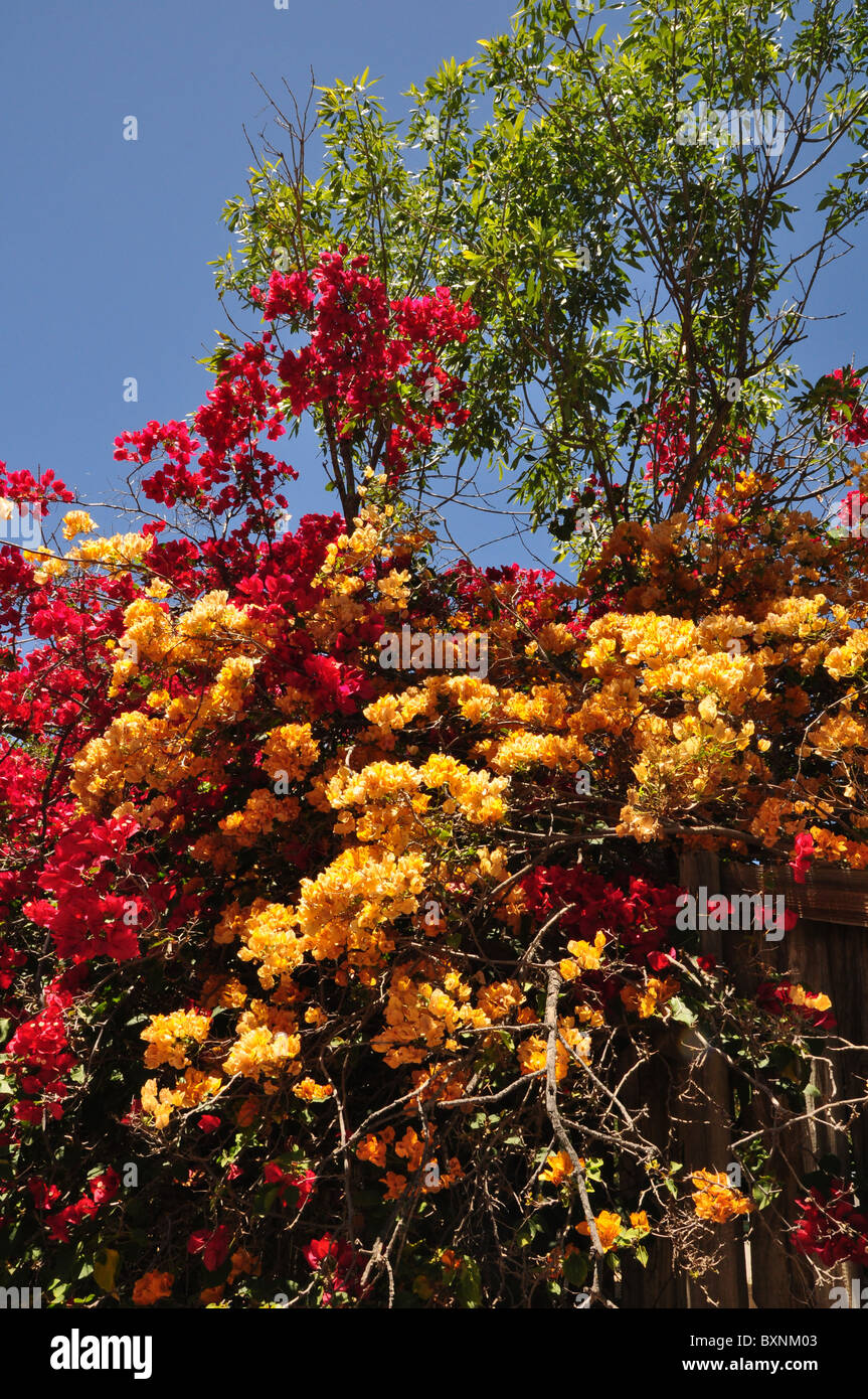 Beautiful trees in a tropical garden Stock Photo - Alamy