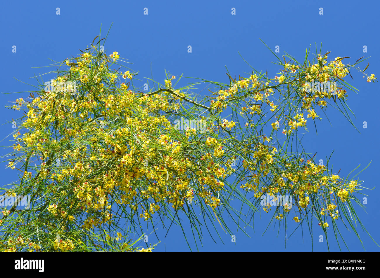 Beautiful trees in a tropical garden Stock Photo - Alamy