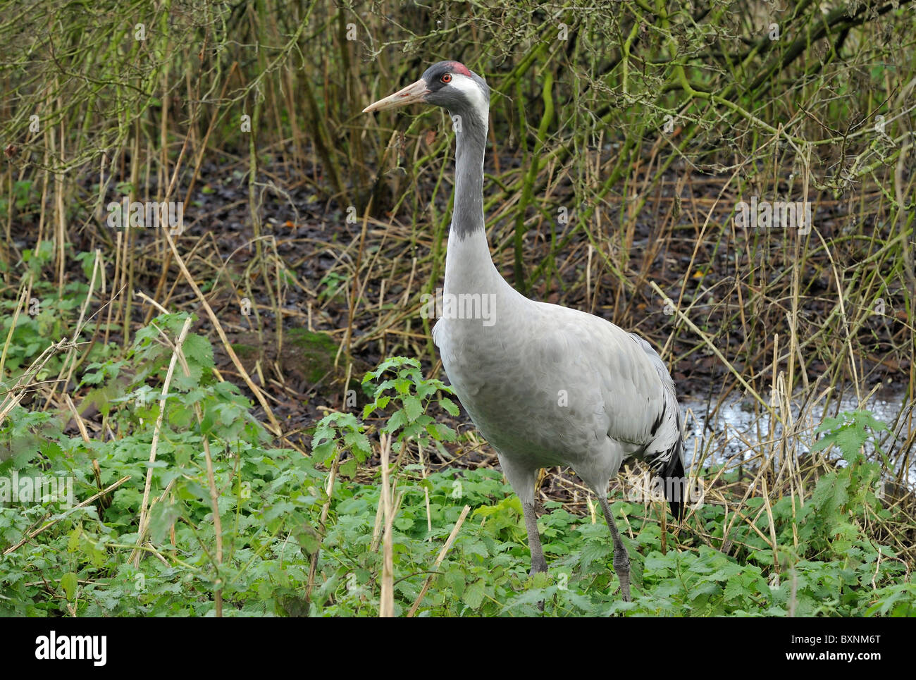 Tall grey common crane hi-res stock photography and images - Alamy