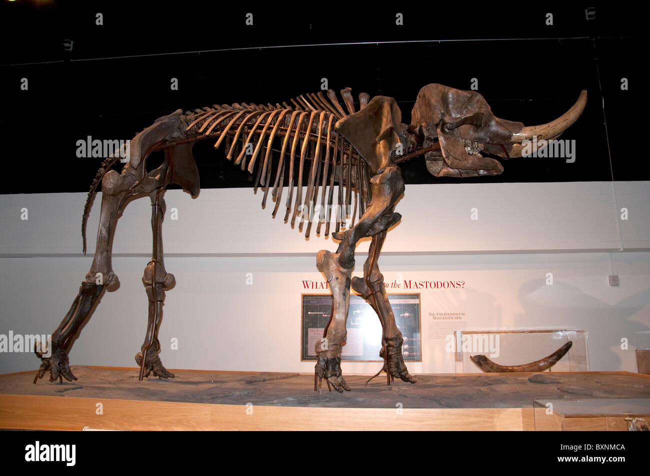 Mastodon Fossil High Resolution Stock Photography and Images - Alamy