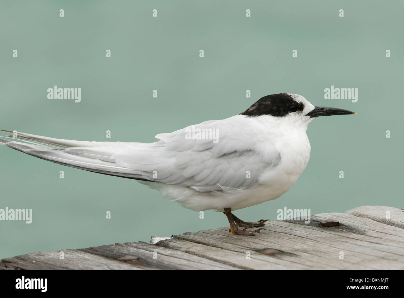 New Zealand white-fronted tern Sterna striata Stock Photo - Alamy