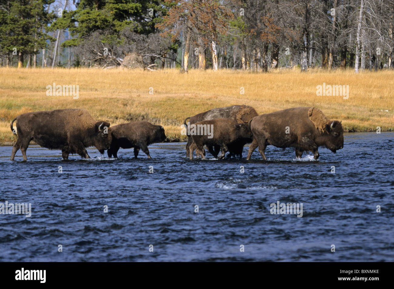 Bison Buffalo small group of adult and young wading across a river ...