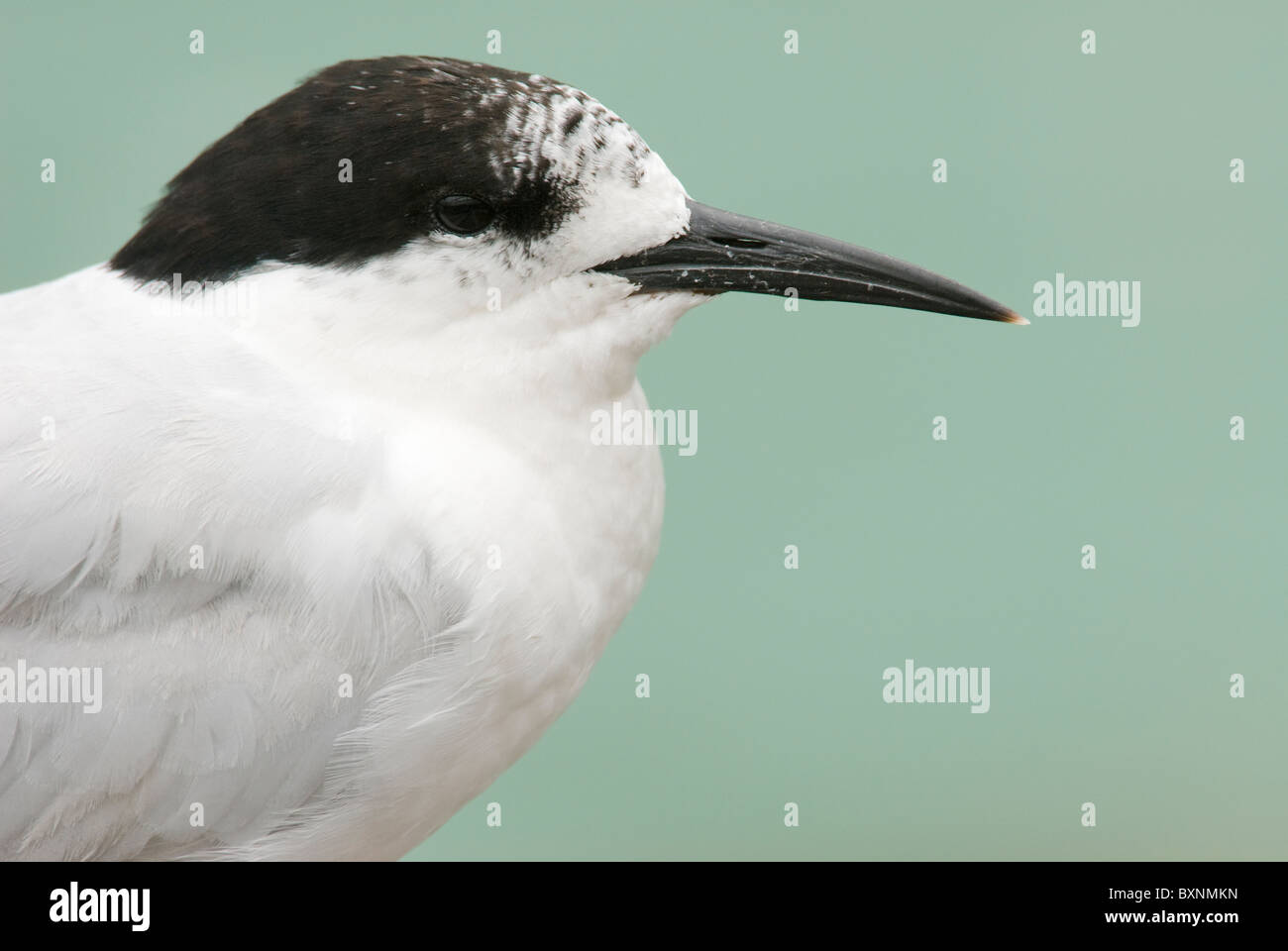 New Zealand white-fronted tern Sterna striata Stock Photo - Alamy