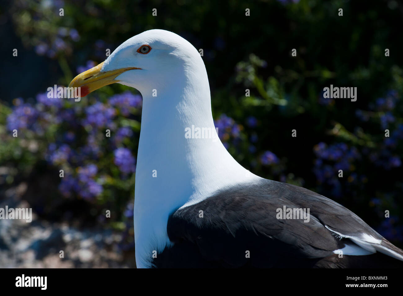 Kelp or Dominican Gull (Larus dominicanus), Portrait, Chile Stock Photo ...