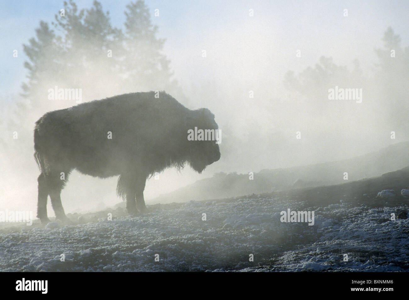 Bison Buffalo single standing warming itself in the steam of a geyser ...