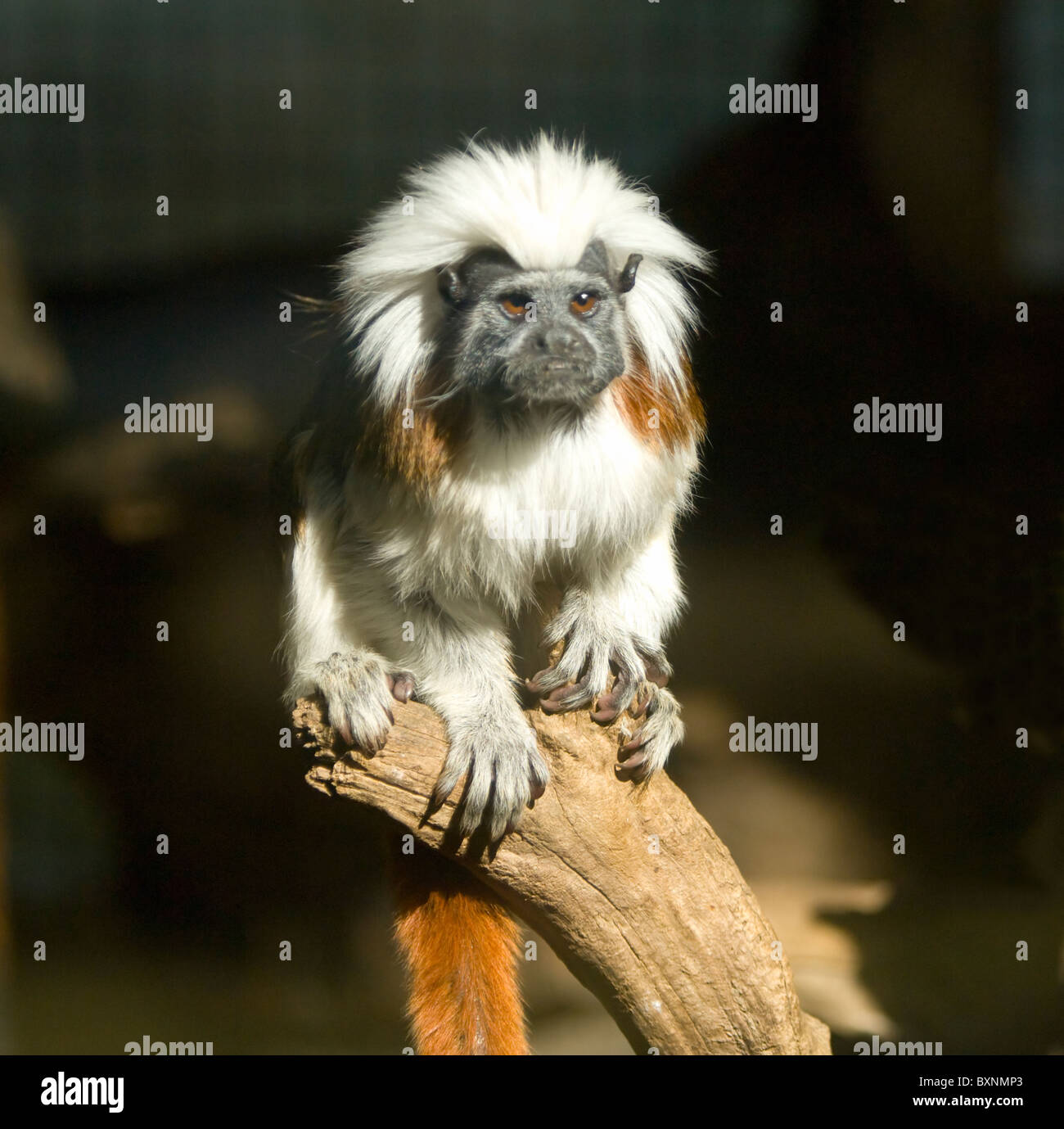 Cotton Top Tamarin High Resolution Stock Photography and Images - Alamy