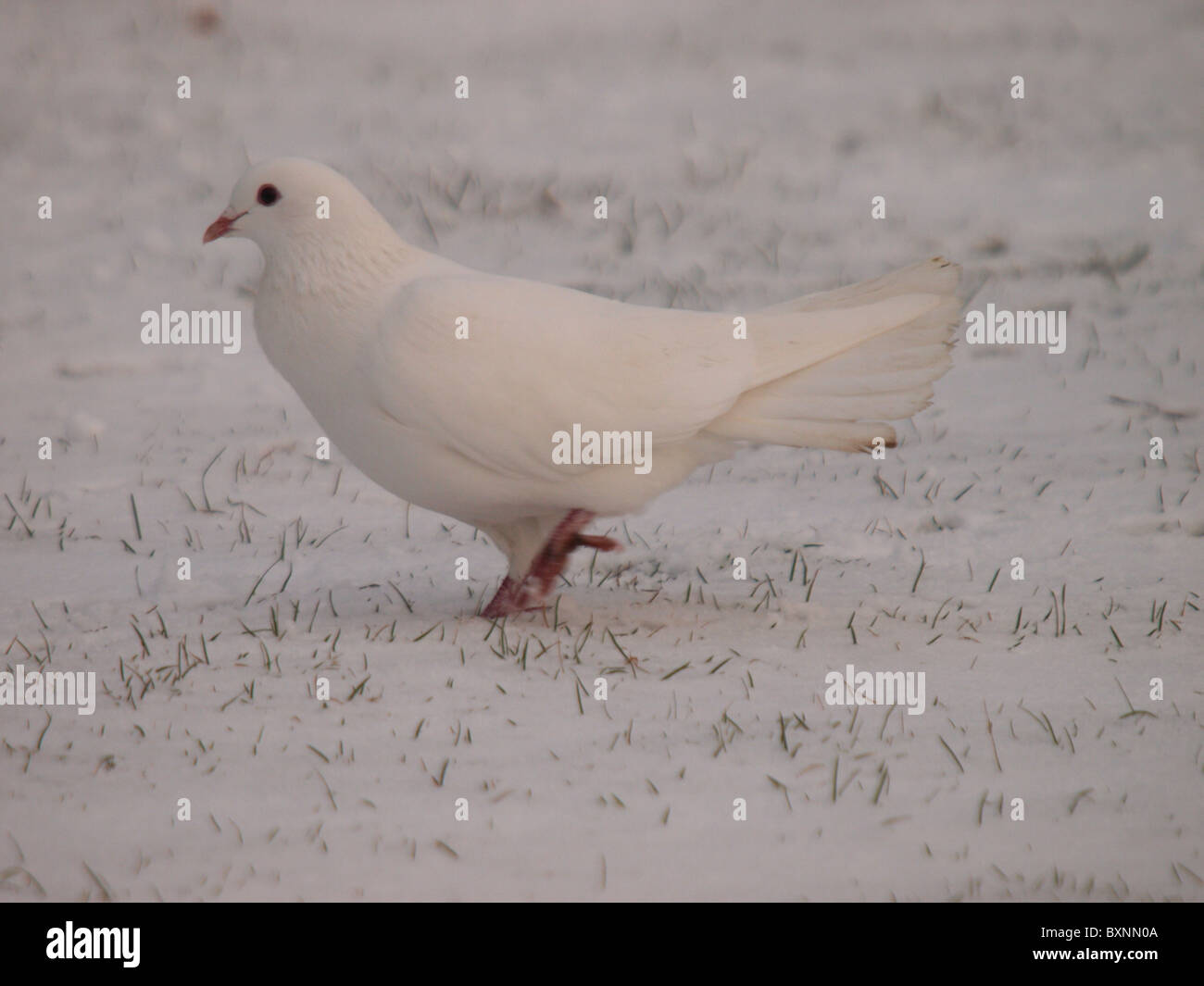 White dove in the snow, UK Stock Photo - Alamy