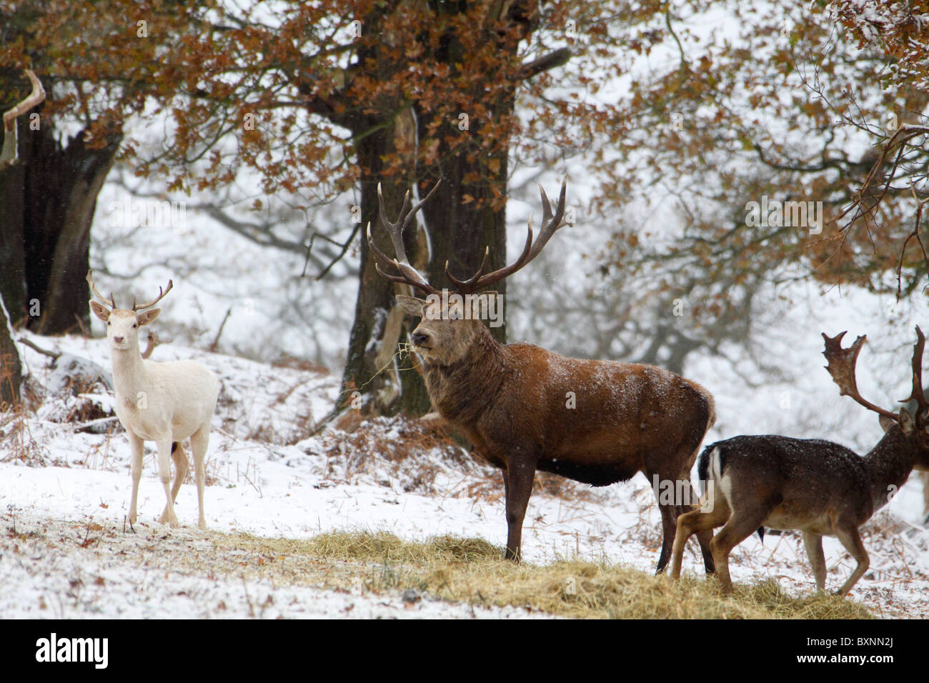 Red Deer Cervus Elaphus Stock Photo - Alamy