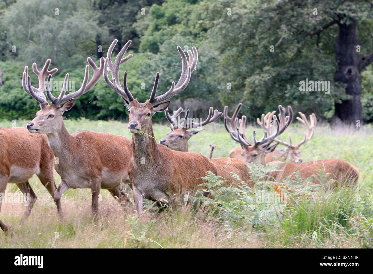 Deer in Richmond Park, London Stock Photo - Alamy