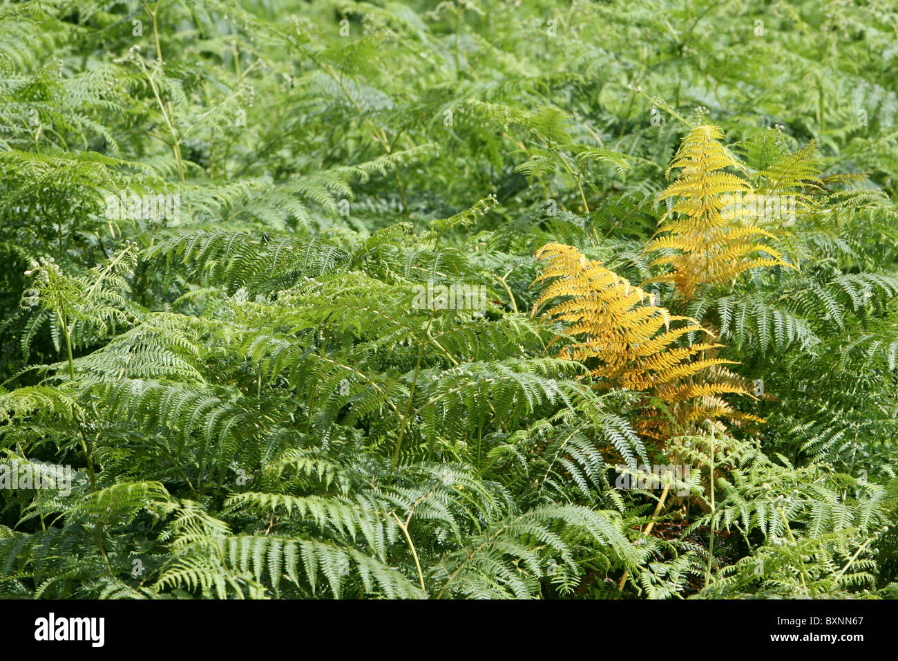 Two yellow ferns stand amongst some green ferns in Richmond Park Stock ...