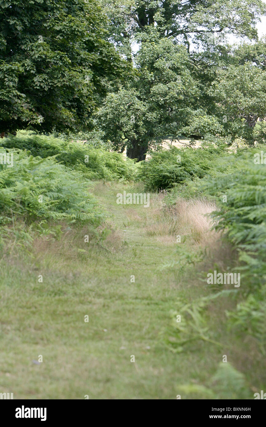 A grassy path in Richmond Park, London Stock Photo - Alamy