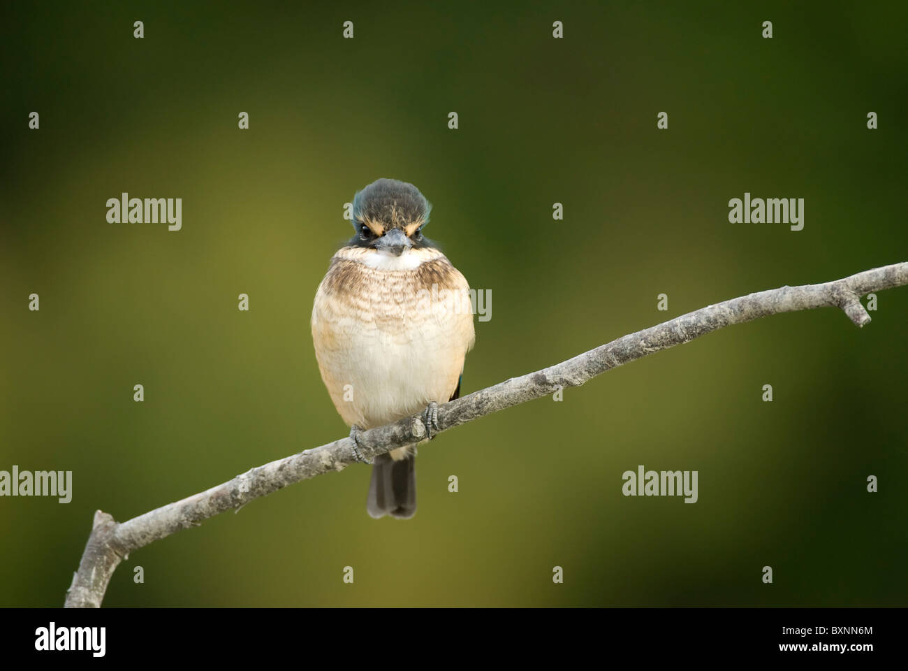 sacred kingfisher Halcyon sancta Kotare Stock Photo - Alamy