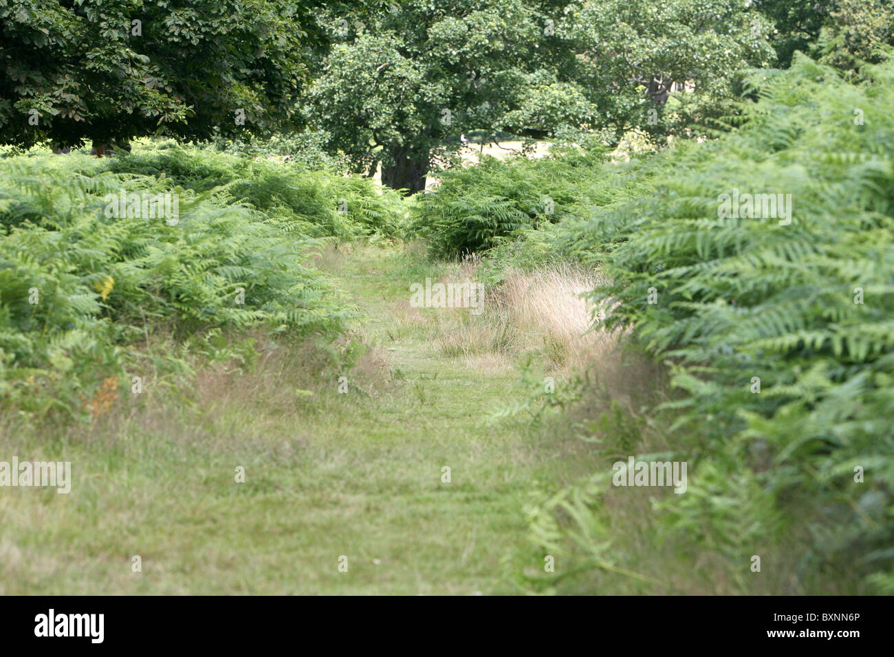 A grassy path in Richmond Park, London Stock Photo - Alamy