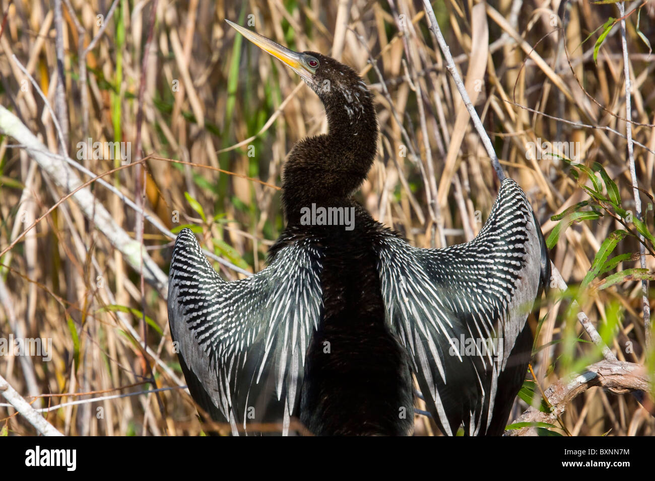 Anhingidae family hi-res stock photography and images - Alamy