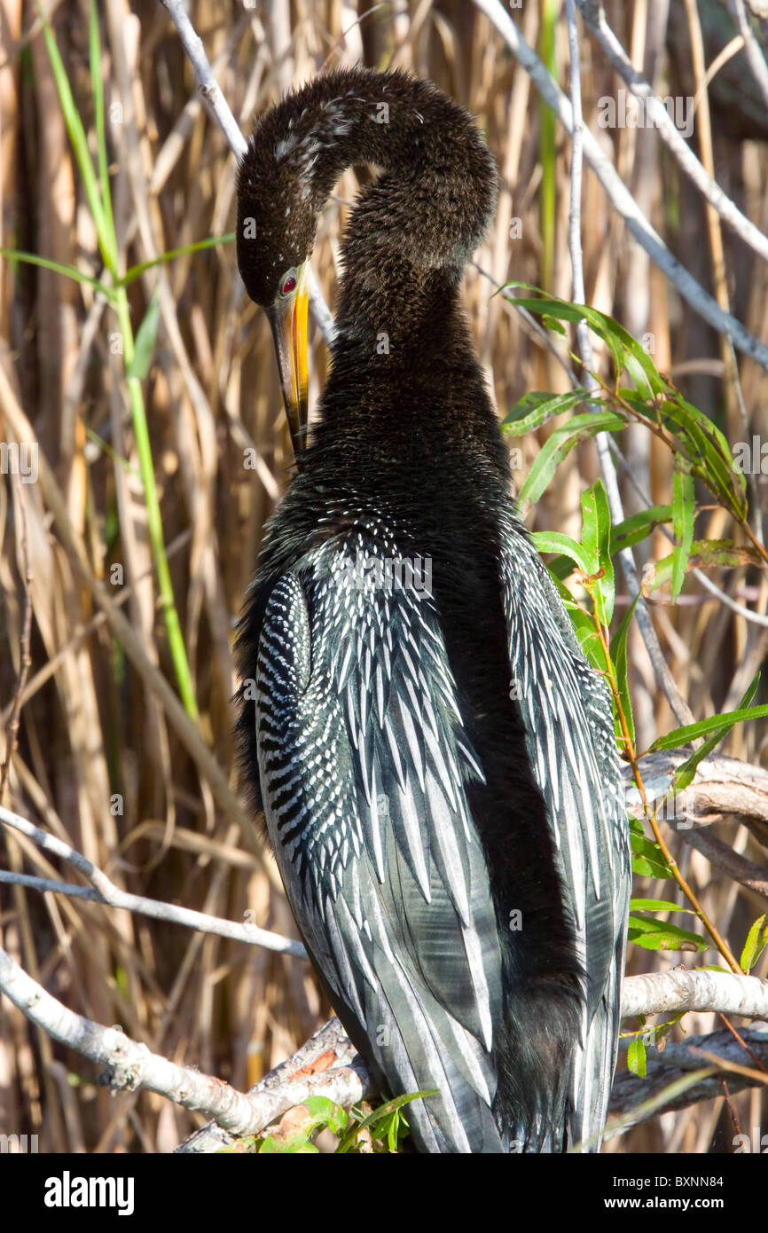 Anhingidae family hi-res stock photography and images - Alamy