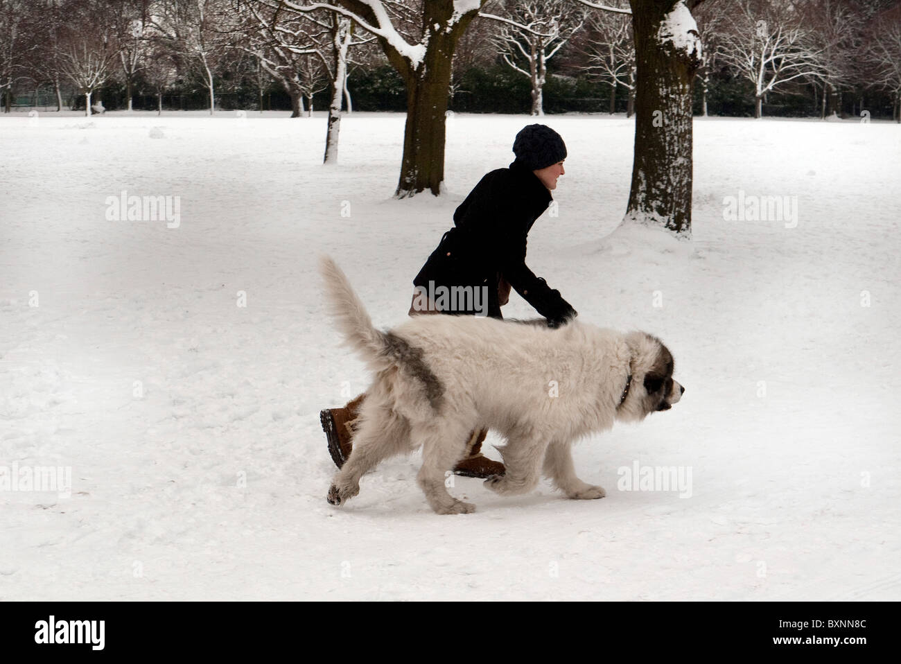 Woman walking large dog hi-res stock photography and images - Alamy