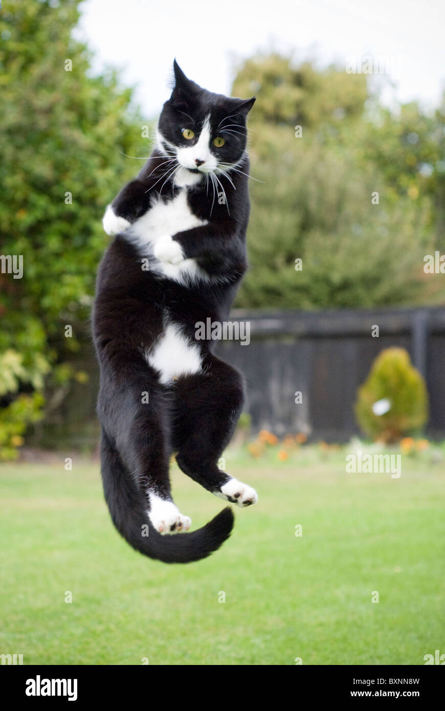 Cat jump hi-res stock photography and images - Alamy