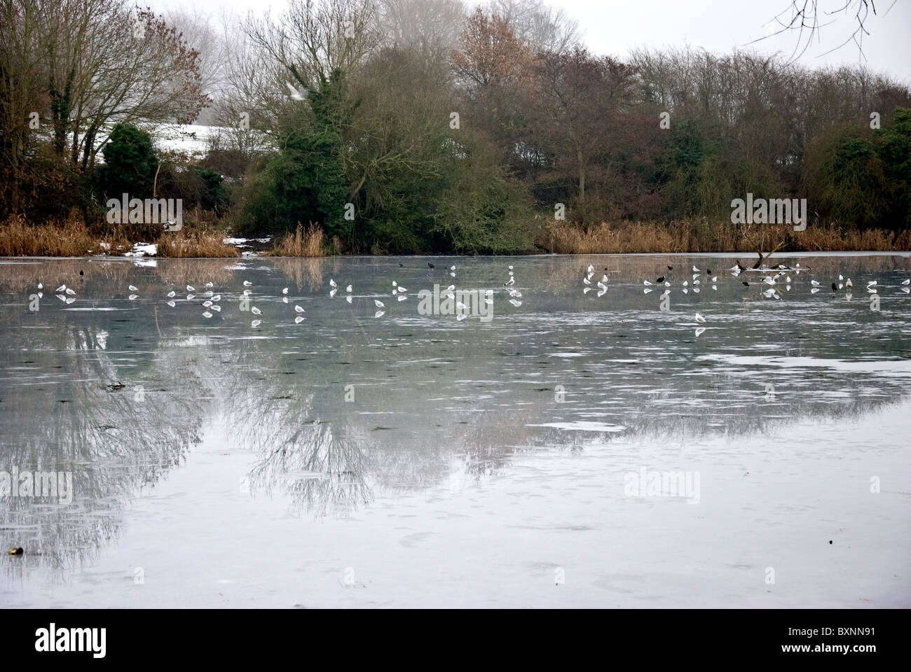 reflection in ice Stock Photo - Alamy