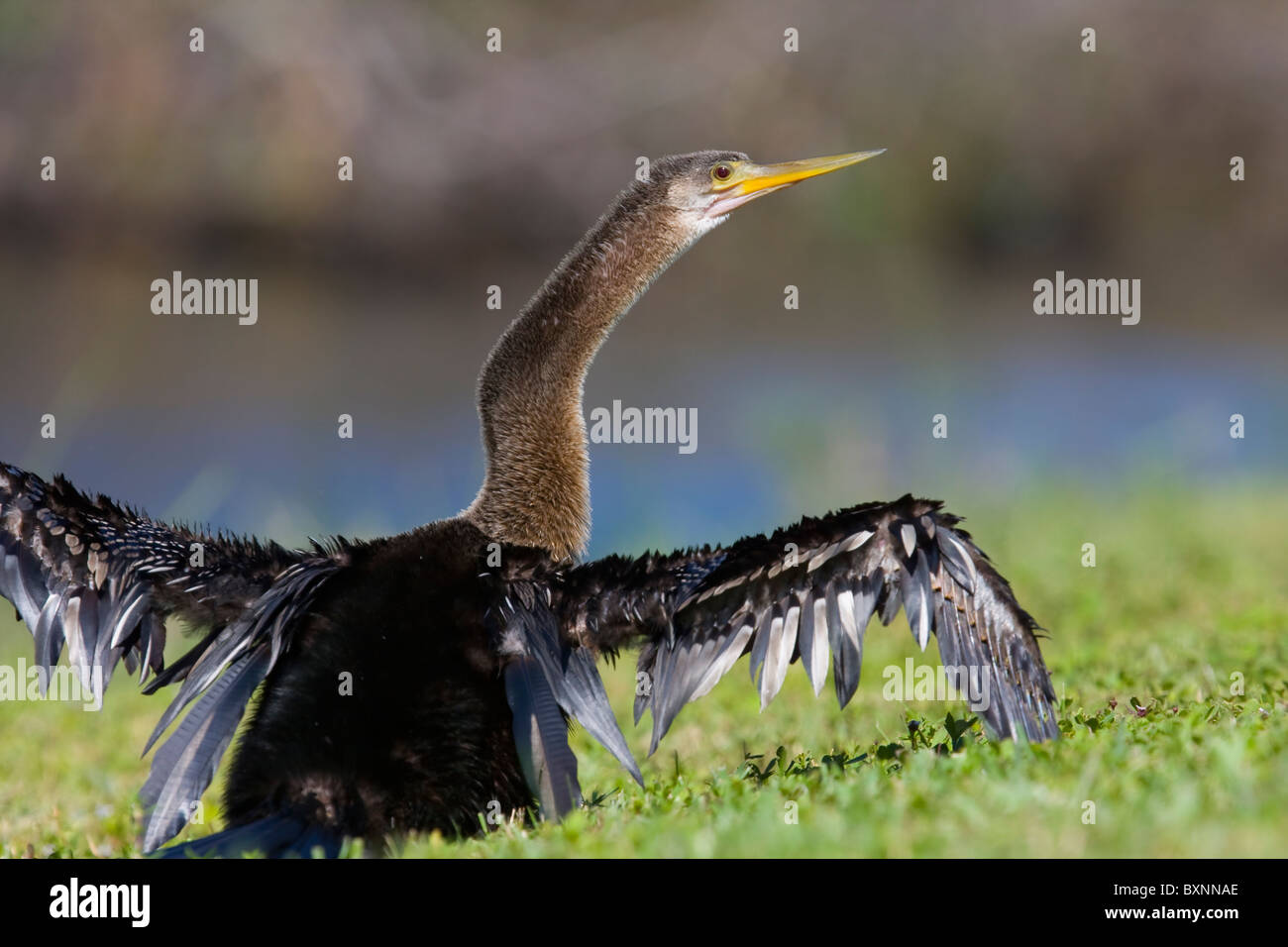 Anhinga with prey hi-res stock photography and images - Alamy