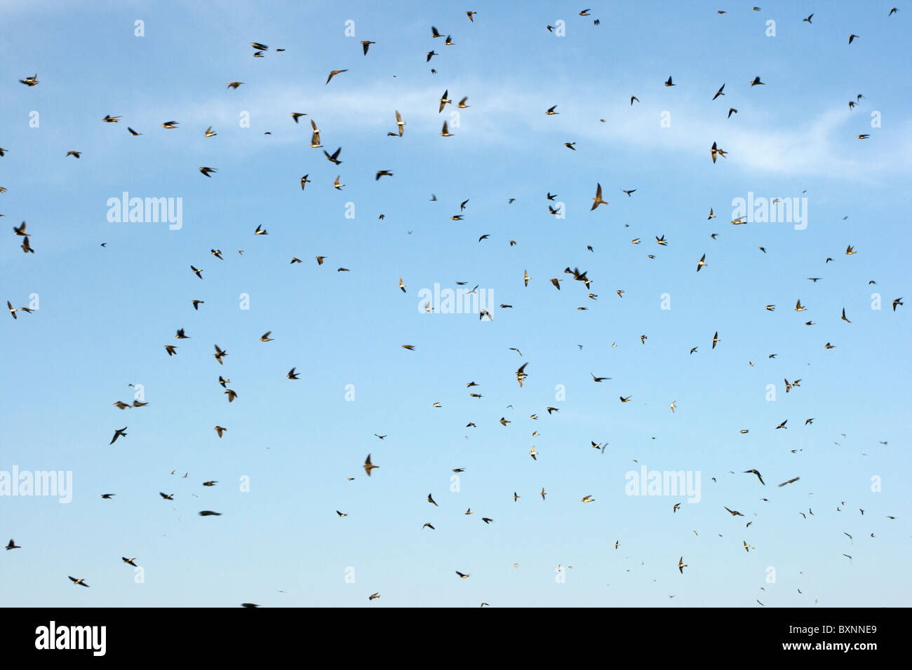 Swifts. The Birds, which live in burrow. On breakaway Stock Photo - Alamy