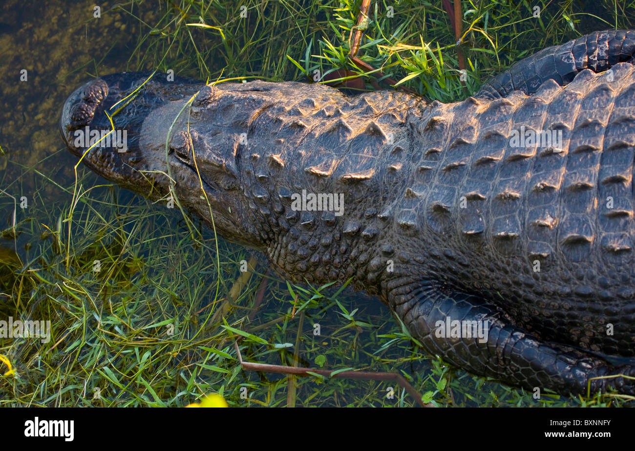 Southeastern us croc hi-res stock photography and images - Alamy