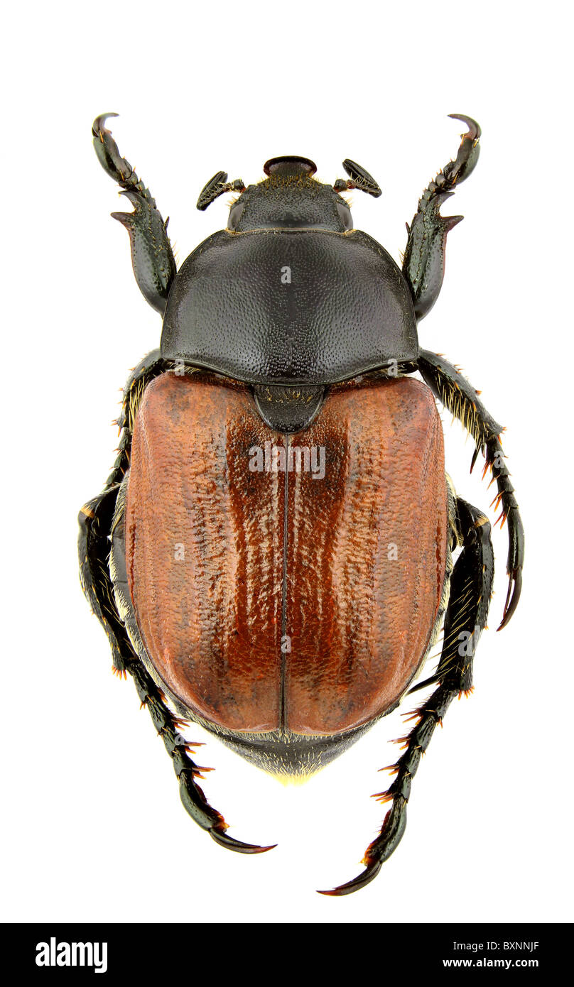 Lata background hi-res stock photography and images - Alamy