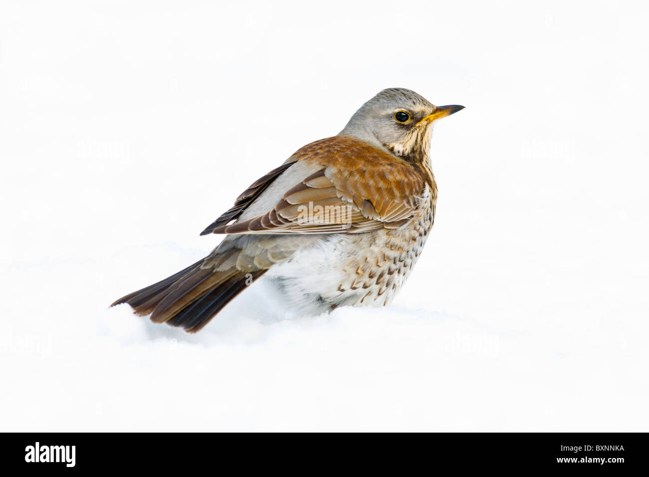Fieldfare foraging hi-res stock photography and images - Alamy