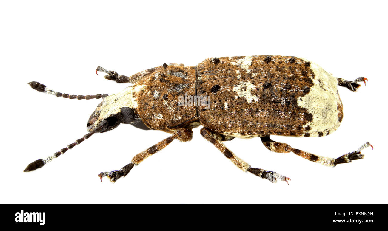 Albinus hi-res stock photography and images - Alamy