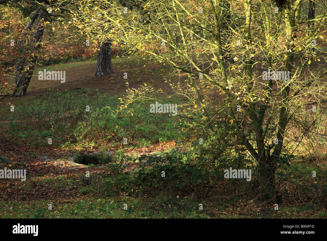 Caesars well hi-res stock photography and images - Alamy