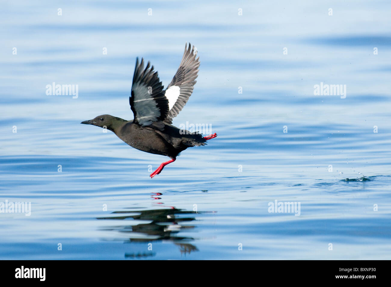 Black guillemot Cepphus grylle Stock Photo - Alamy