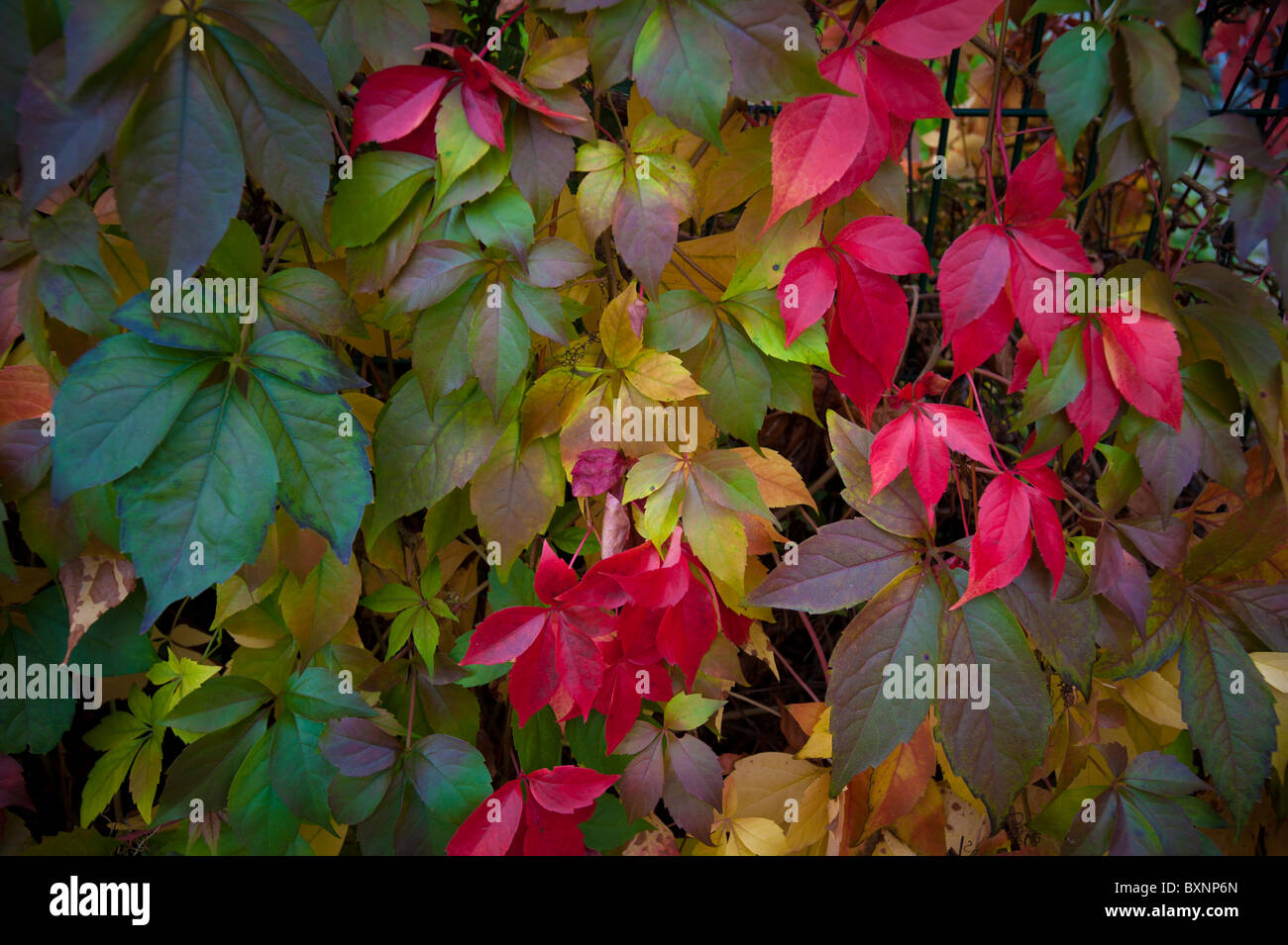See fall foliage germany hi-res stock photography and images - Alamy