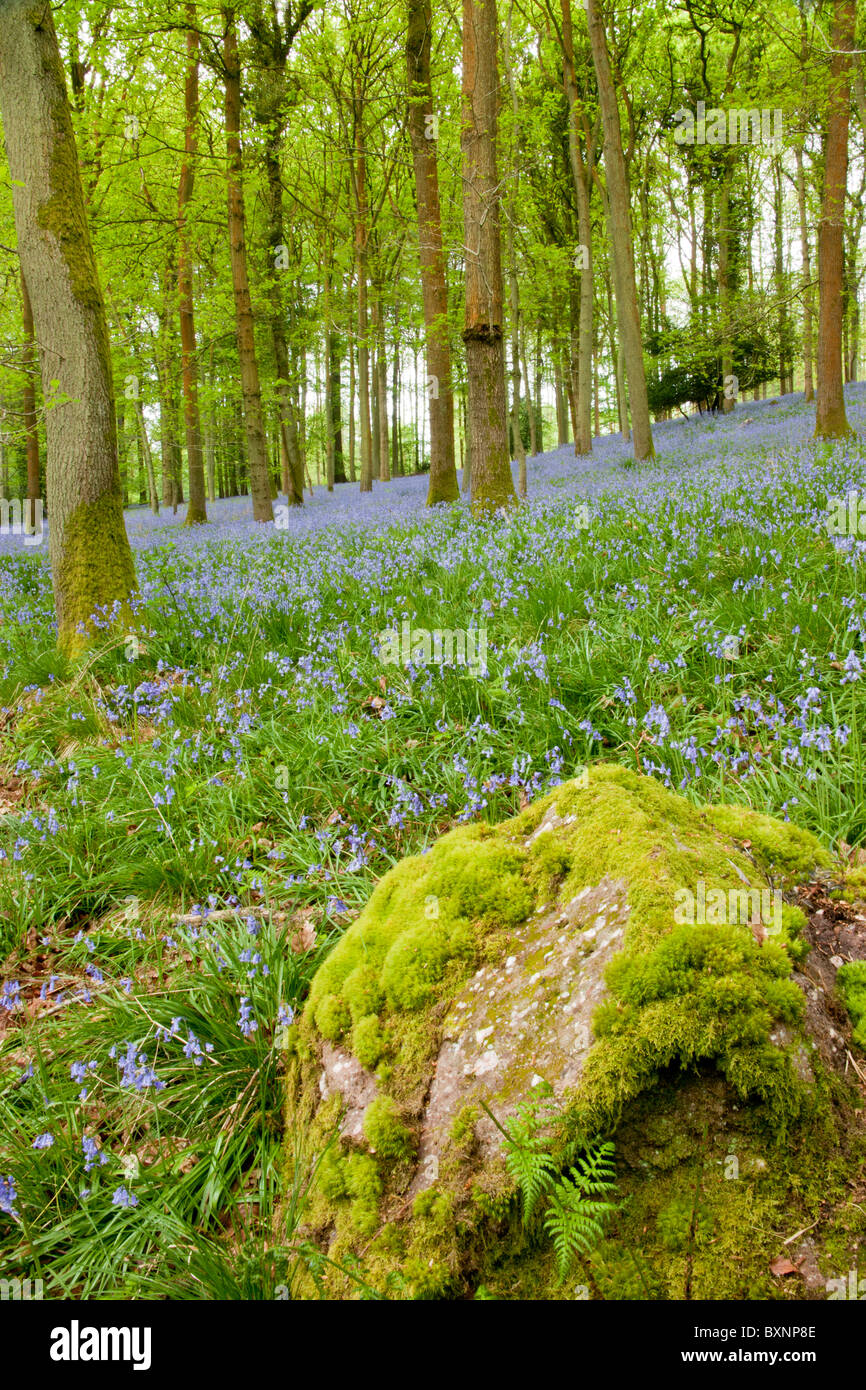 Bluebells & Beach Leaves Stock Photo - Alamy