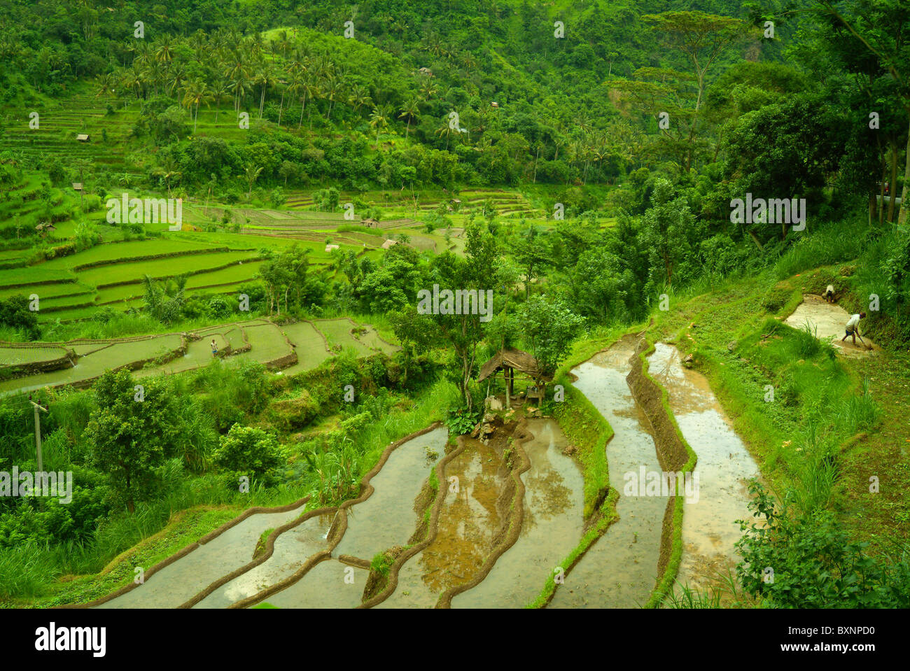 Workers plant new rice in the beautiful terraced rice fields of Bali ...