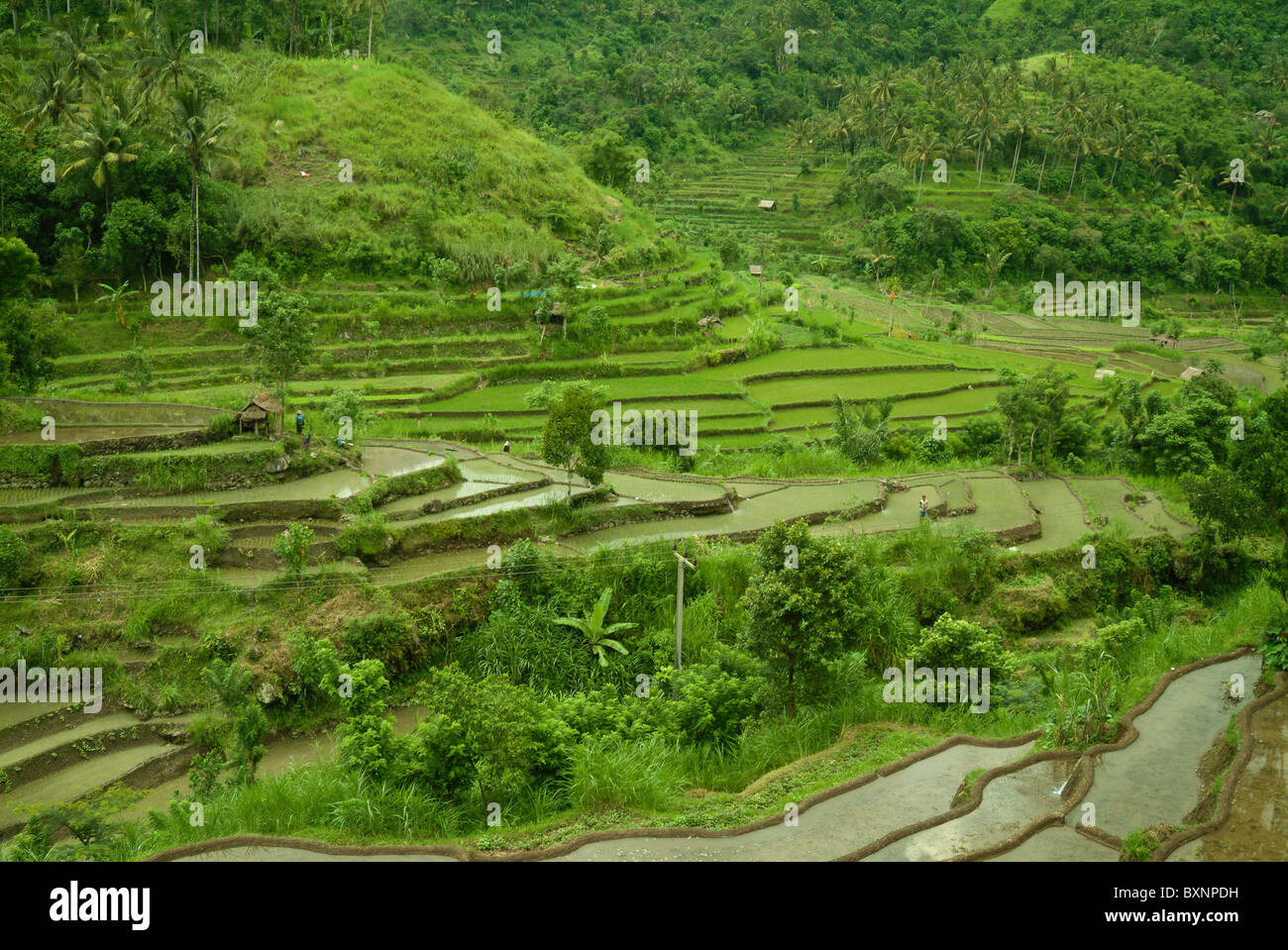 Workers plant new rice in the beautiful terraced rice fields of Bali ...