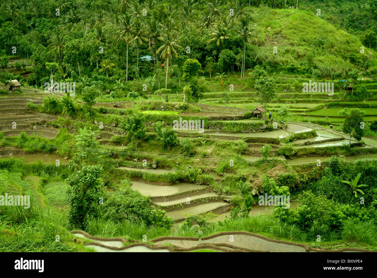 Workers plant new rice in the beautiful terraced rice fields of Bali ...