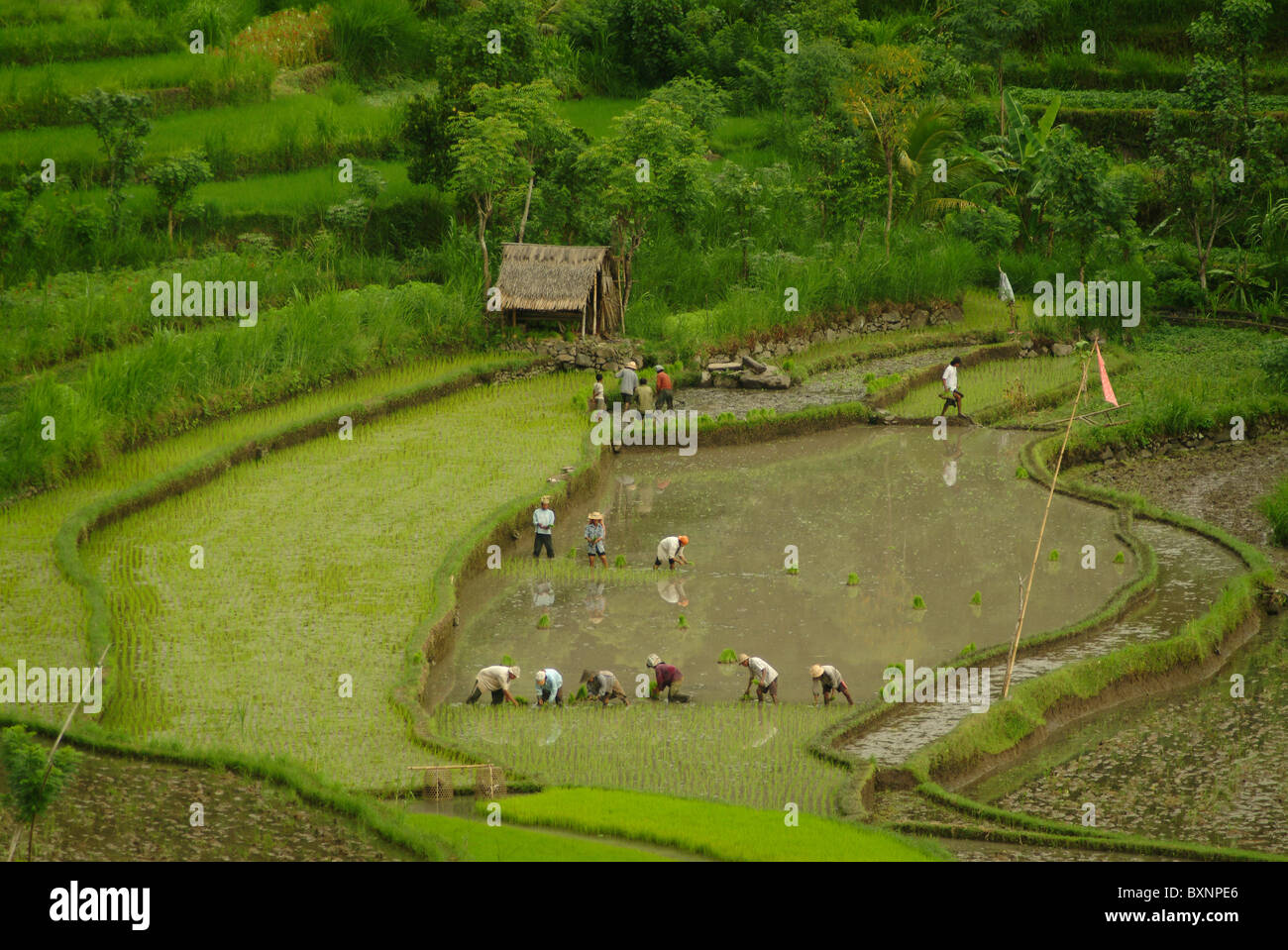 Workers plant new rice in the beautiful terraced rice fields of Bali ...