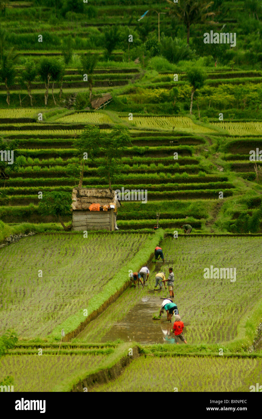 Workers plant new rice in the beautiful terraced rice fields of Bali ...