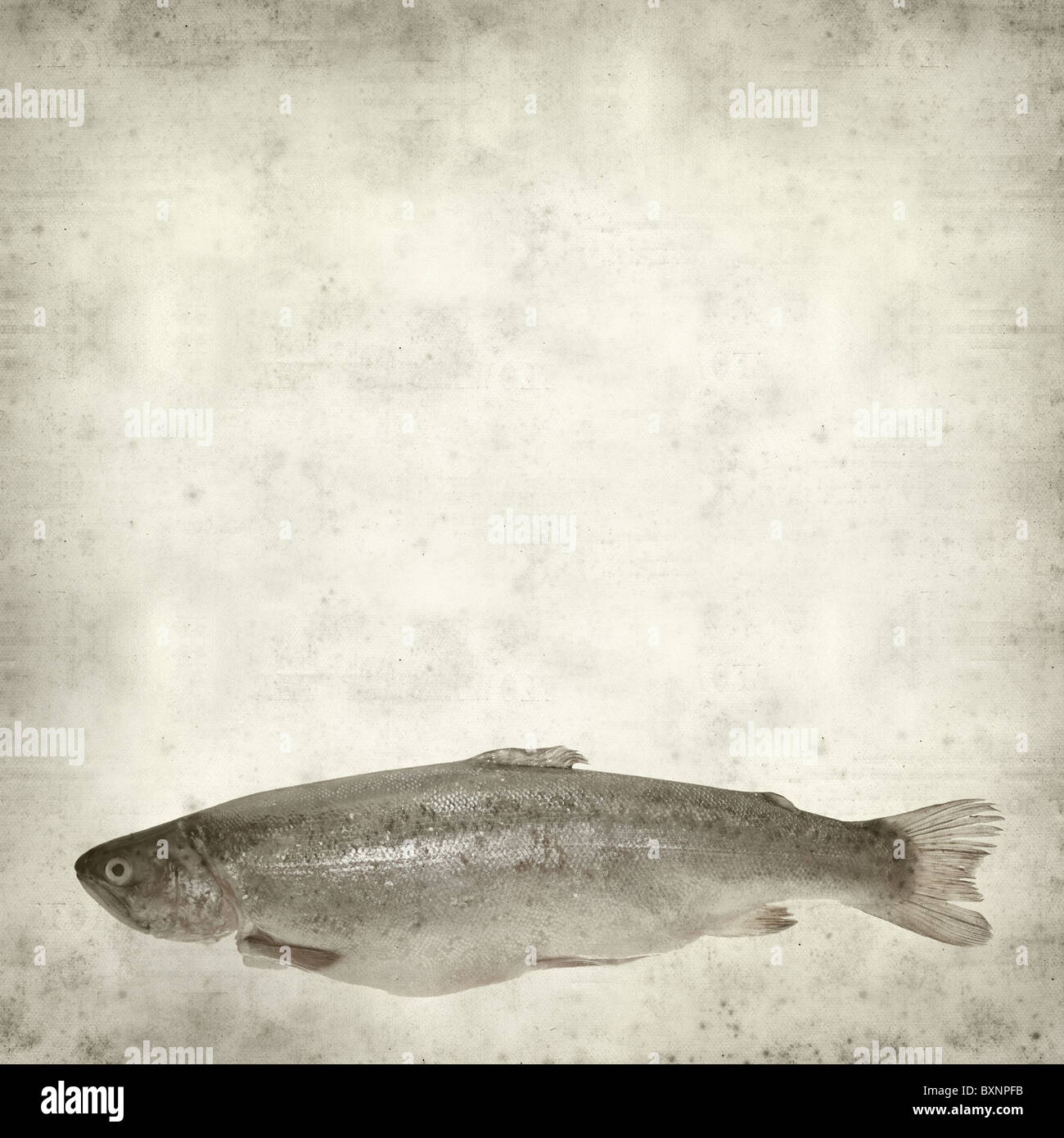 textured old paper background with fresh raw trout Stock Photo - Alamy