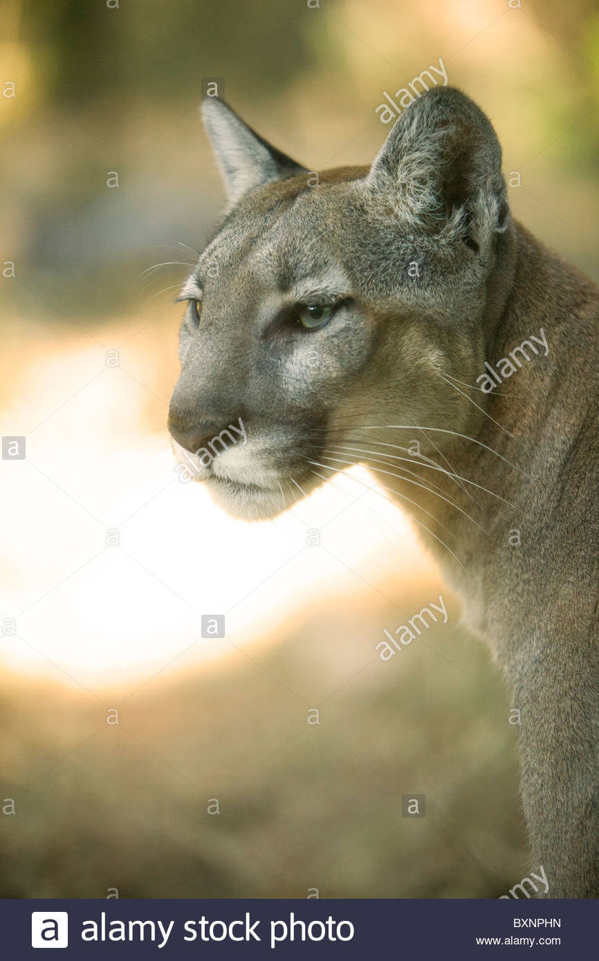 Florida Panther Stock Photos & Florida Panther Stock Images - Alamy
