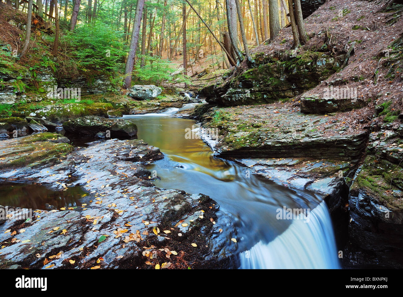 Creek in forest with rock and foliage Stock Photo - Alamy