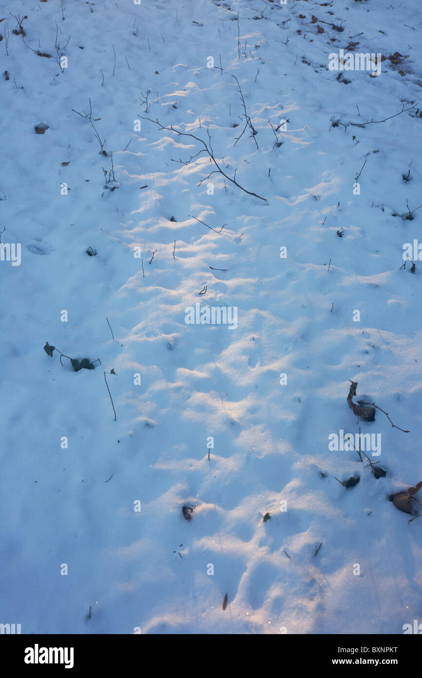 Low sunlight shines across frozen snows in English woodland Stock Photo ...