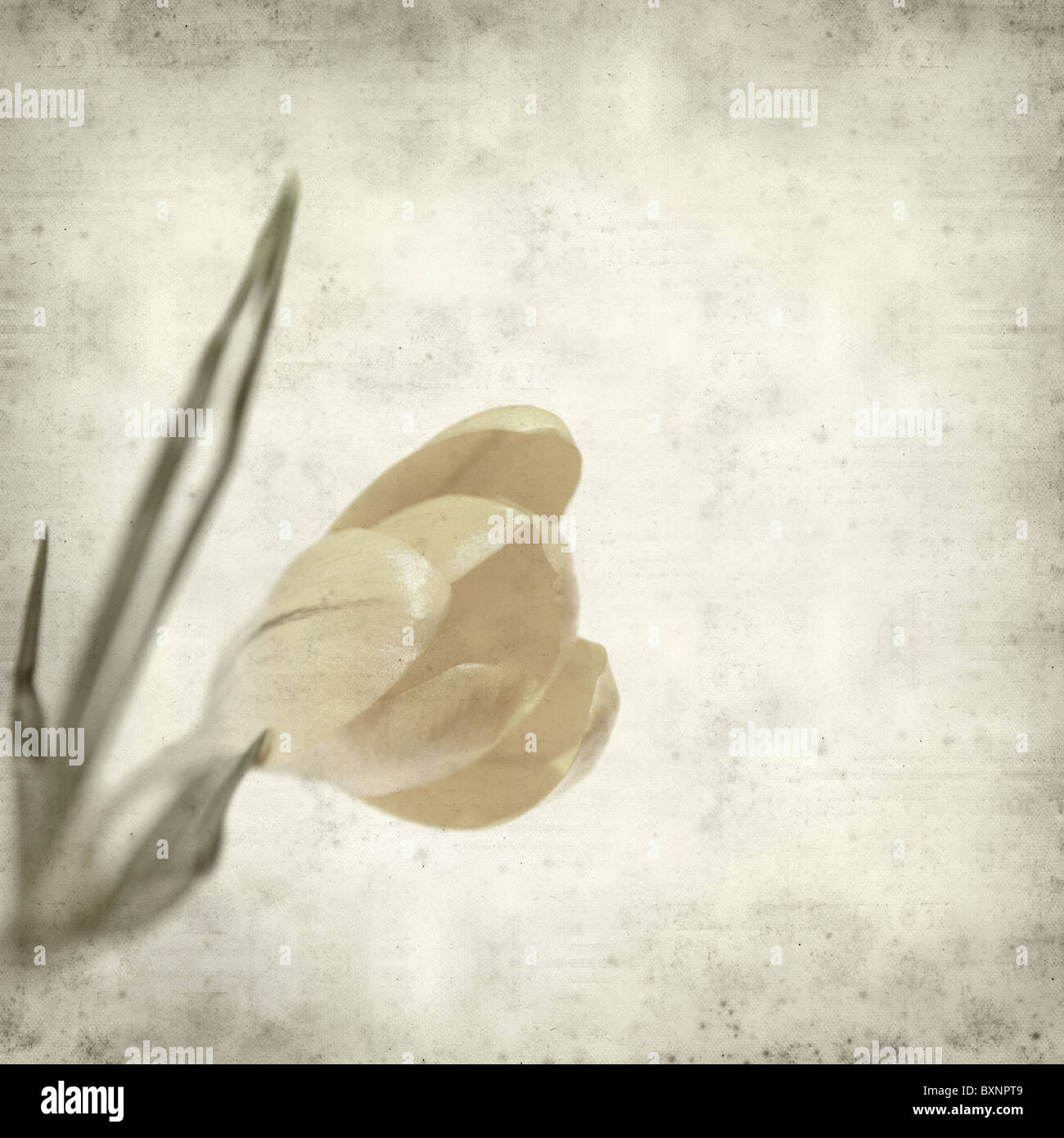 Aged old paper texture square format hi-res stock photography and ...