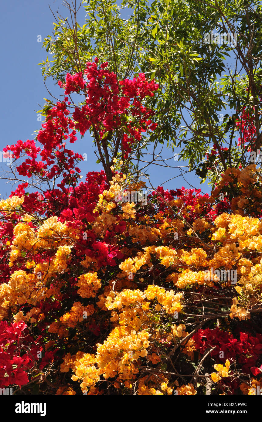 Beautiful trees in a tropical garden Stock Photo - Alamy