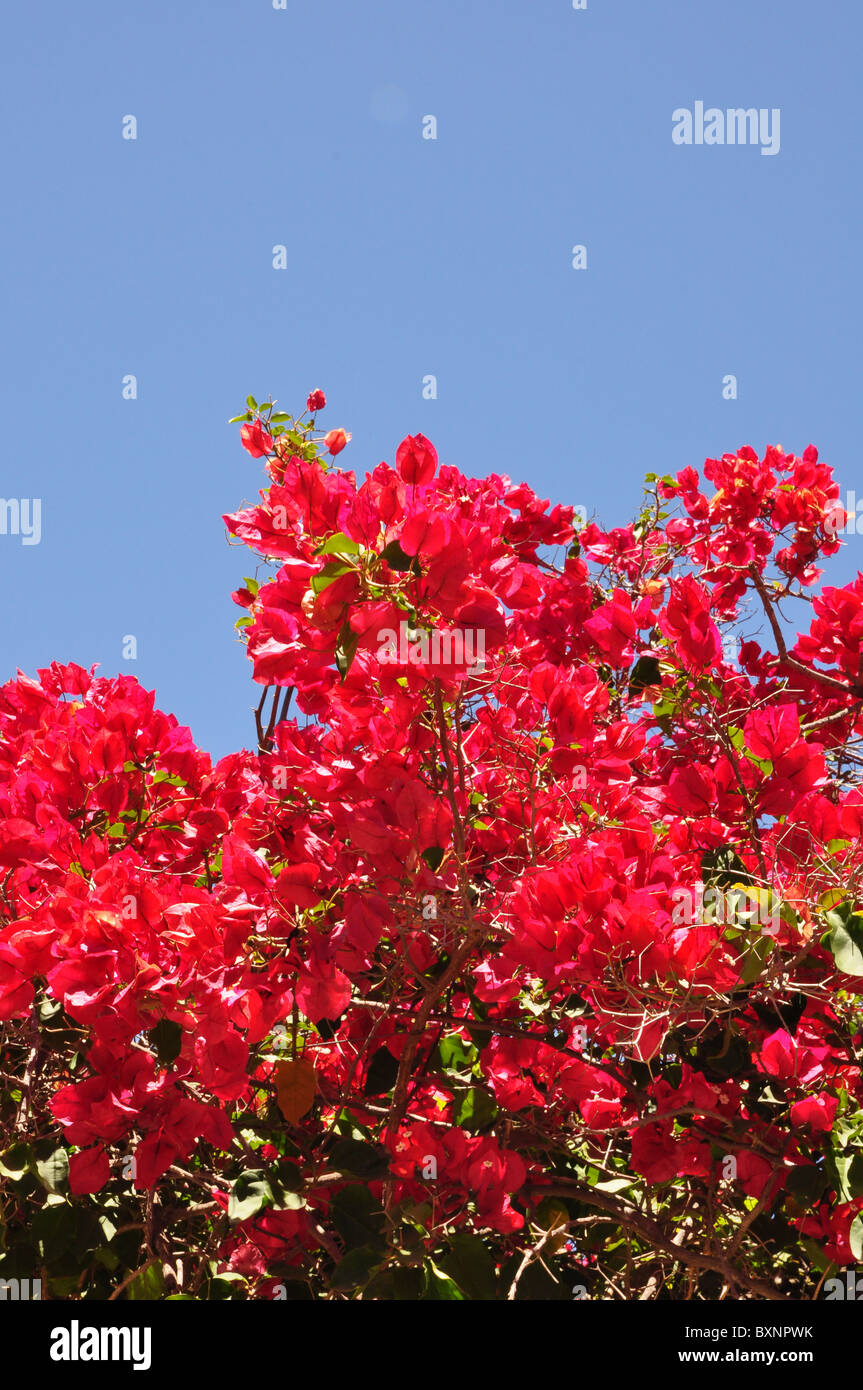 Beautiful trees in a tropical garden Stock Photo - Alamy