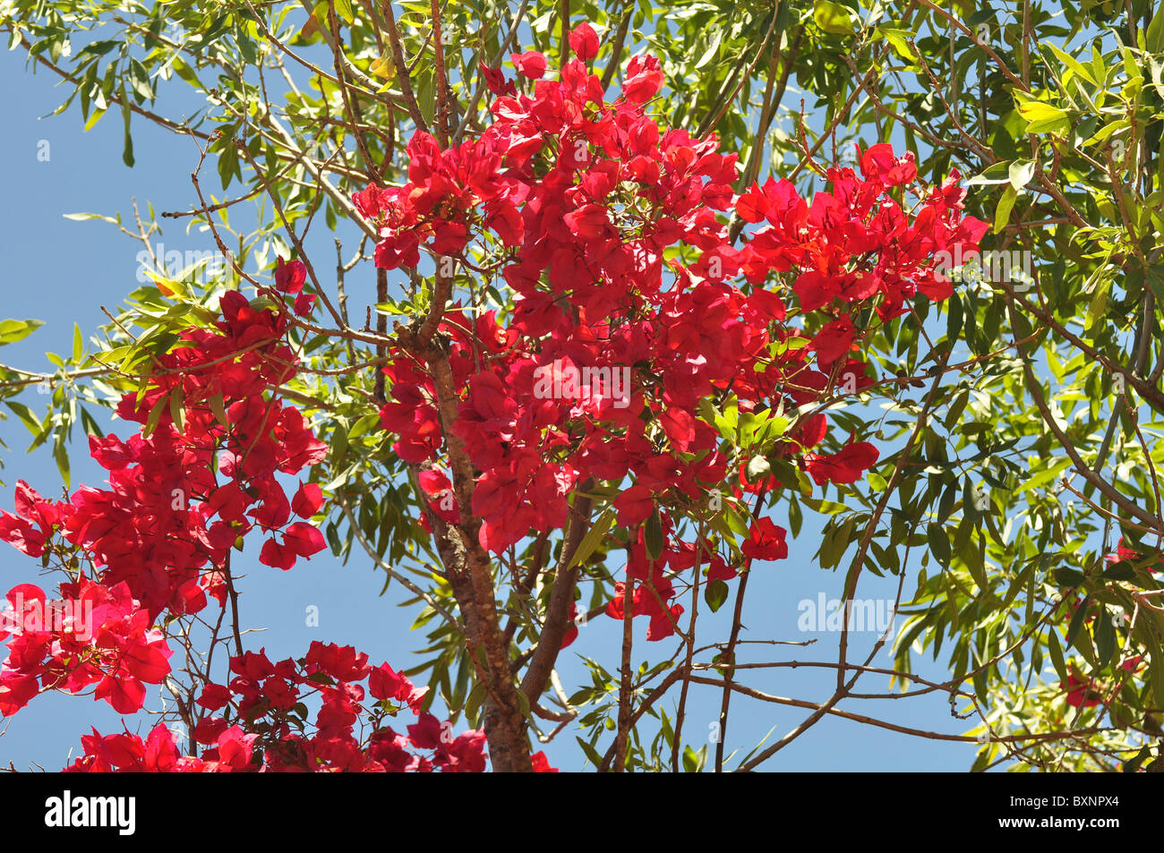 Beautiful trees in a tropical garden Stock Photo - Alamy