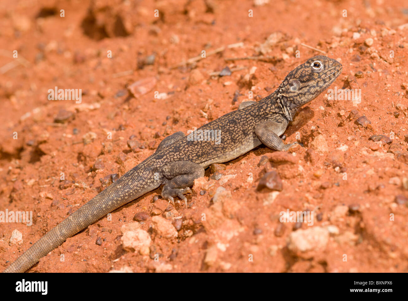Lizard basking in the sun Australia Stock Photo - Alamy