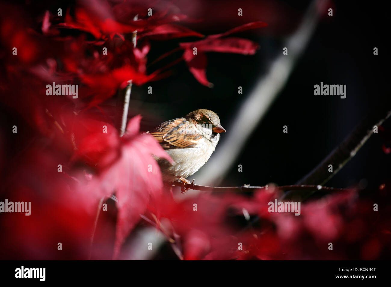 Tree sparrow fall hi-res stock photography and images - Alamy