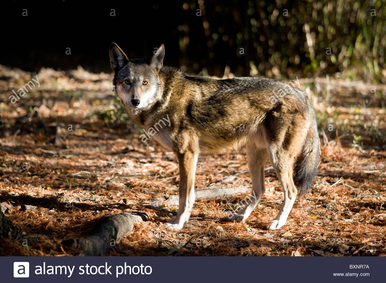 Jacksonville Florida Zoo High Resolution Stock Photography and Images ...